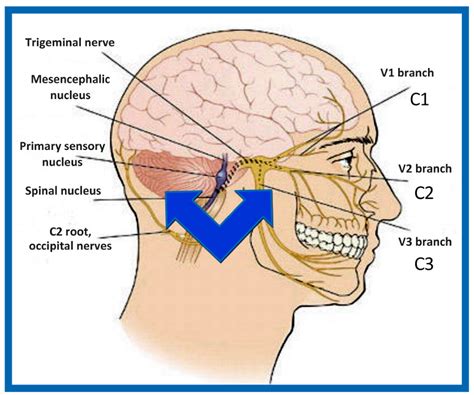 Lesser Occipital Nerve Distribution