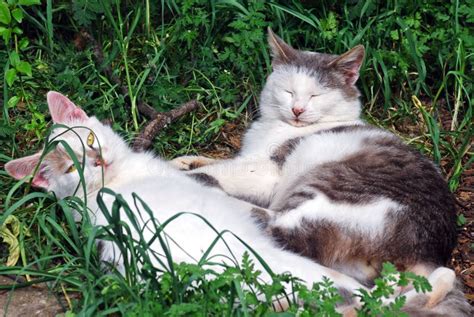 Dos Gatos Divertidos Imagen De Archivo Imagen De Hierba