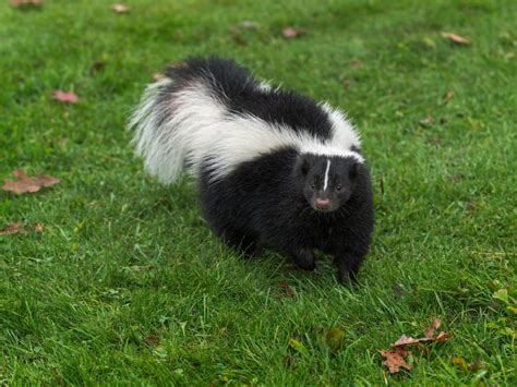 Ma Experts Warn About Rabies Distemper Threat From Raccoons Skunks