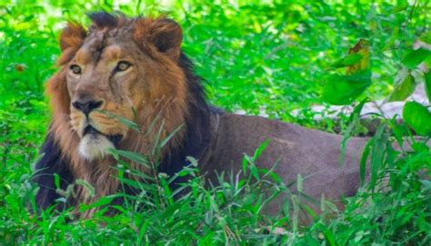 Delhi Zoo National Zoological Park Chidiya Ghar Timings Entry Fee