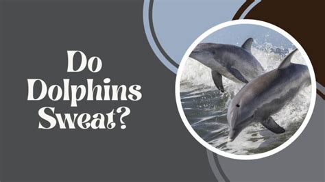 How Do Dolphins Communicate Via Echolocation Echoes Of The Sea
