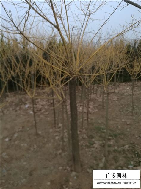金枝槐的常用规格有哪些 百问百答 沭阳县广汉园林苗木场
