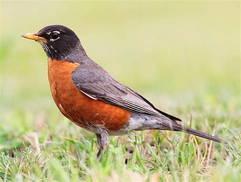 51 Birds Of Symbolism The Worlds Rarest Birds