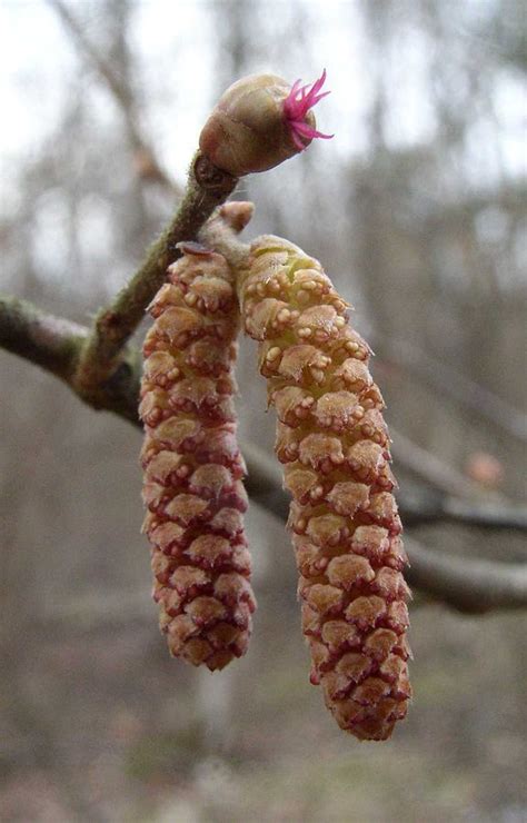 Орех лесной (Corylus avellana):ликбез от дилетанта estimata