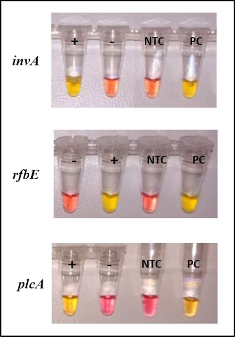 Optimized Colorimetric Lamp Reaction Targeting Inva Rfbe And Plca For