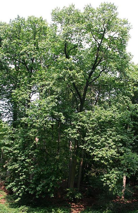 The Current State Of American Chestnut Tree Conservation Fine Gardening