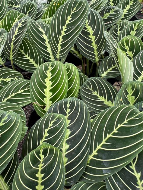 Prayer Plants Varieties To Choose From Etsy