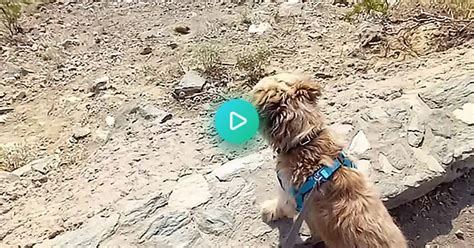 My Pupper Has Better Self Control Than I Do Album On Imgur