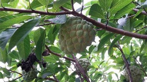 A Grade Custard Apple Packaging Size 10 Kg Packaging Type Carton At