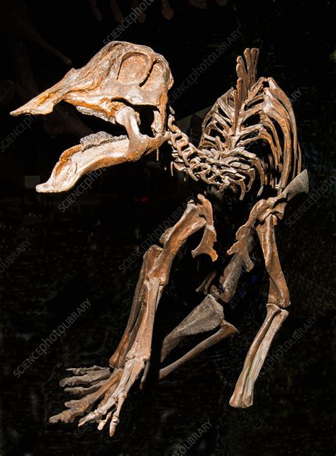 Hypacrosaurus Skeleton