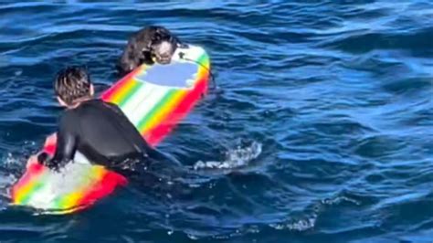 Board Stealing Otter Makes Another Appearance In California