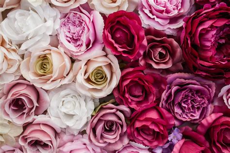 Rosas Saiba Quais As Cores Para Se Ter Em Casa E O Que Elas Atraem