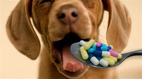 3 Medicamentos Humanos Prohibidos Para Perros Cómo Educar A Un Cachorro