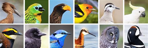 Cornell Lab Of Ornithologys Merlin Bird Id App Achieves Worldwide