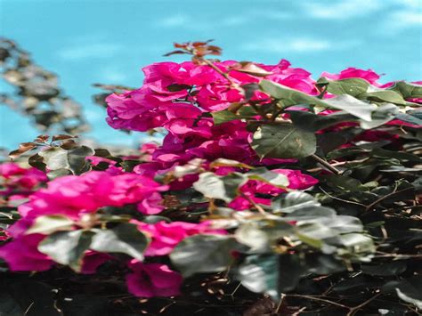 Explore Kalimpong Tourism Travel Guide Top Places Omeeyo