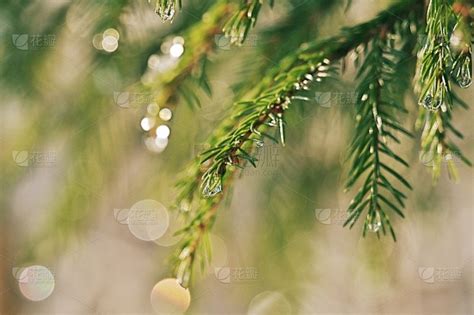 明亮的云杉树枝上挂满了水滴