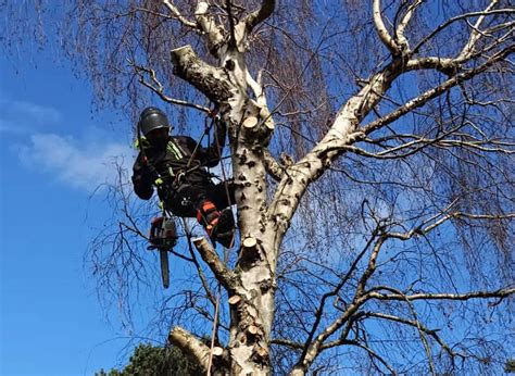 Tree Surgery Uk