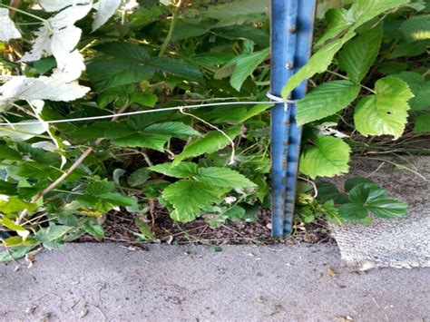 Diy Raspberry Trellis Mikes Backyard Nursery