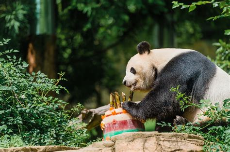Smithsonians National Zoo Celebrates Giant Panda Bei Beis First Birthday