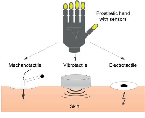 Figure 11 From Prosthetic Control And Sensory Feedback For Upper Limb