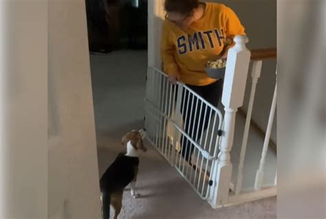 Owner Sets Up Hidden Camera To Figure Out How Beagle Keeps Escaping