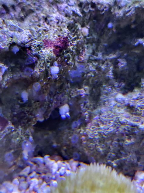 Is This A Normal Amount Of Tunicates R Reeftank