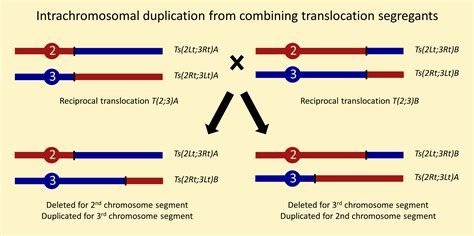 Chromosomal Duplication