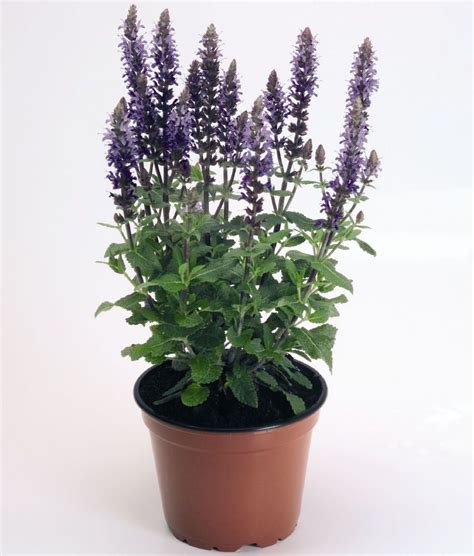 Flori De Gradina Care Infloresc Toamna