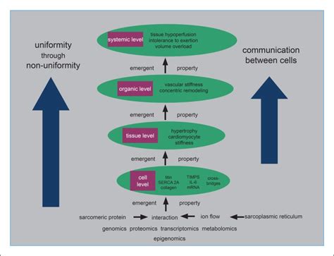 Model Of The Left Ventricle As A Dissipative Structure With