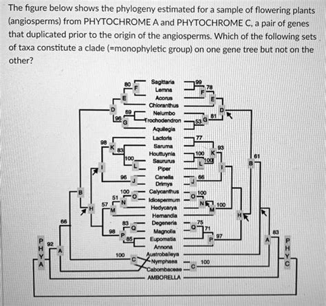 The Figure Below Shows The Phylogeny Estimated For A Sample Of