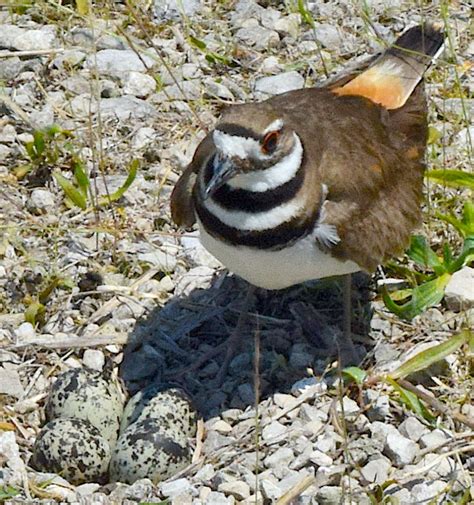 Killdeer