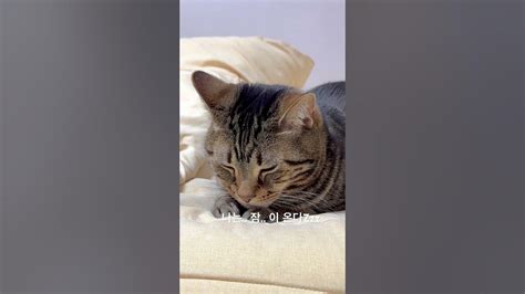두손모으고 공손하게 자는 고양이 깨우지말라옹🐱 고양이브이로그 고양이영상 고양이일상 고양이의 잠안올때보기좋은영상