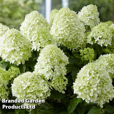 Hydrangea Paniculata Little Spooky