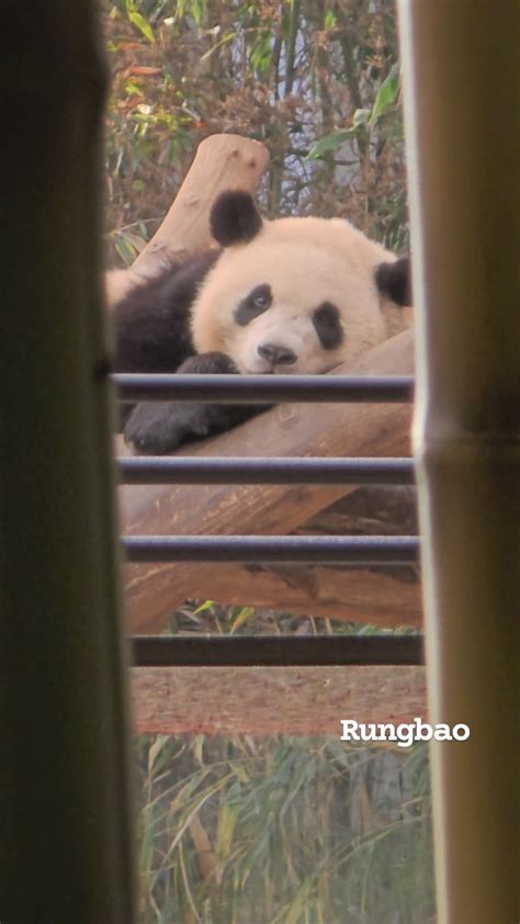러바오•아이바오•푸바오•루이바오•후이바오 Lebao•aibao•fubao•ruibao•huibao 툥후이의 이뻐이뻐빔에 맞아 카메라 초점도 혼미 오바오님 찍는 송바오님을