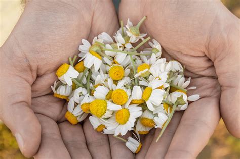 화창한 여름 날에 는 남자의 손바닥과 차모미소를 지었습니다 카모마일 차를 위한 약국 카모마일 수집 손에 의약 식물 근접 촬영 건강관리와 의술에 대한 스톡 사진 및 기타