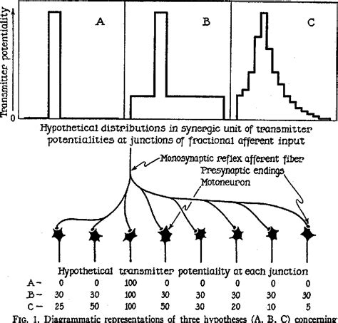 Figure 1 From Transmission In Fractionated Monosynaptic Spinal Reflex Systems By David P C