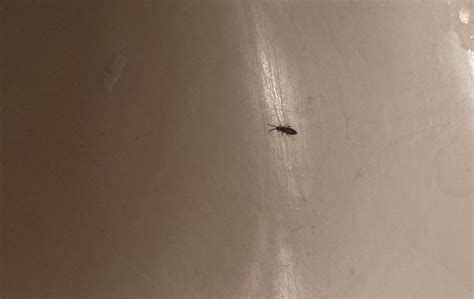 How To Get Rid Of Bugs In Kitchen Sink