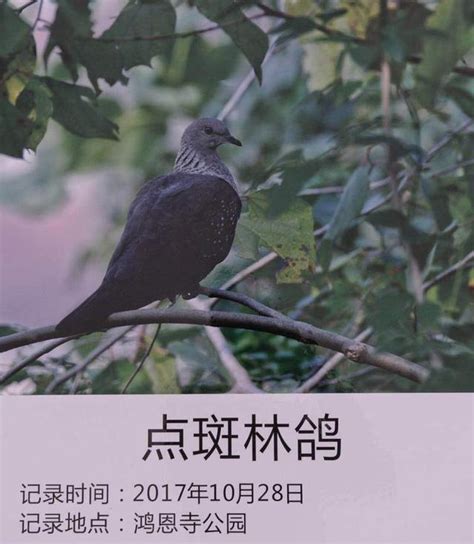 重慶近三年發現鳥類新紀錄30種 包括世界極危物種青頭潛鴨 每日頭條
