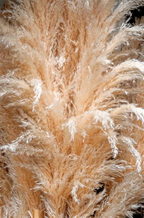 Arranjo De Erva De Pampas Secas Modernas E Estilosas Imagem De Stock Imagem De Nica