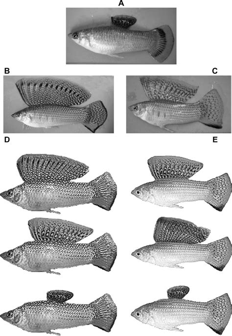Figure 1 From Female Mating Preferences For Male Morphological Traits