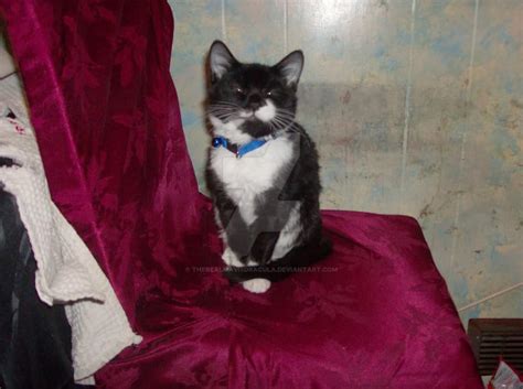 Lightning When He Was Just A Kitten By Therealmavisdracula On Deviantart