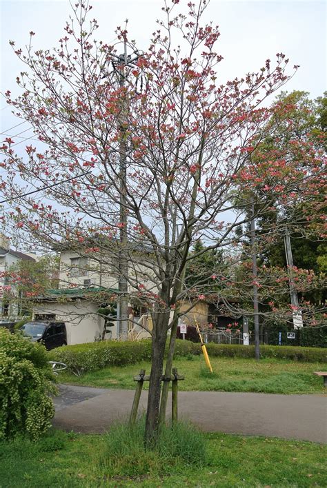 ハナミズキ 公式 水前寺江津湖公園｜熊本市の公園 公式 水前寺江津湖公園｜熊本市の公園