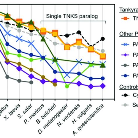 Sequence Conservation Of Tankyrases And Representative Parp Proteins