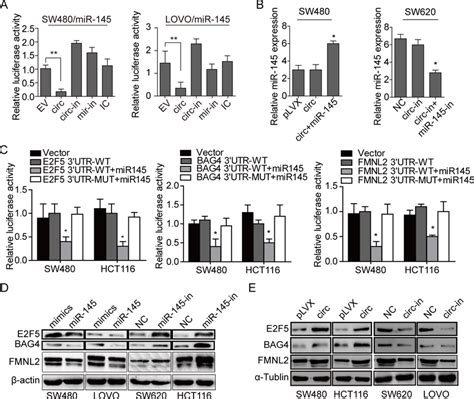 Circ001569 Inhibits The Transcription Activity Of Mir 145 And