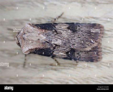 Shuttle Shaped Dart Agrotis Puta Stock Photo Alamy