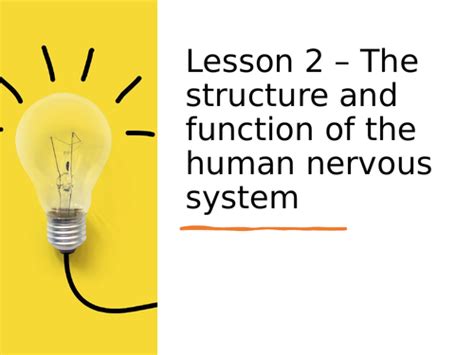 Aqa Gcse Biology 9 1 B10 The Human Nervous System All Lessons Teaching Resources