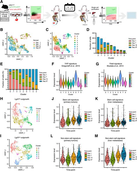 Mapping Cellular Phenotypes During In Vivo Formation Of Colorectal