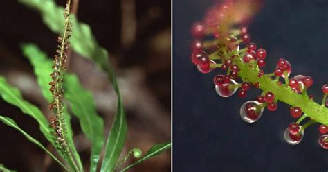 Avete Mai Sentito Parlare Della Triphyophyllum Peltatum Una Pianta