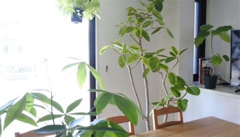 √ リビング 観葉植物 おすすめ 104627 リビング おすすめ 観葉植物 風水