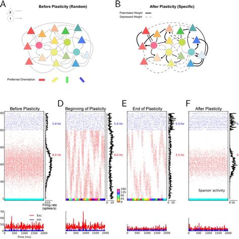 Simulating The Effect Of Synaptic Plasticity In Balanced Random Download Scientific Diagram
